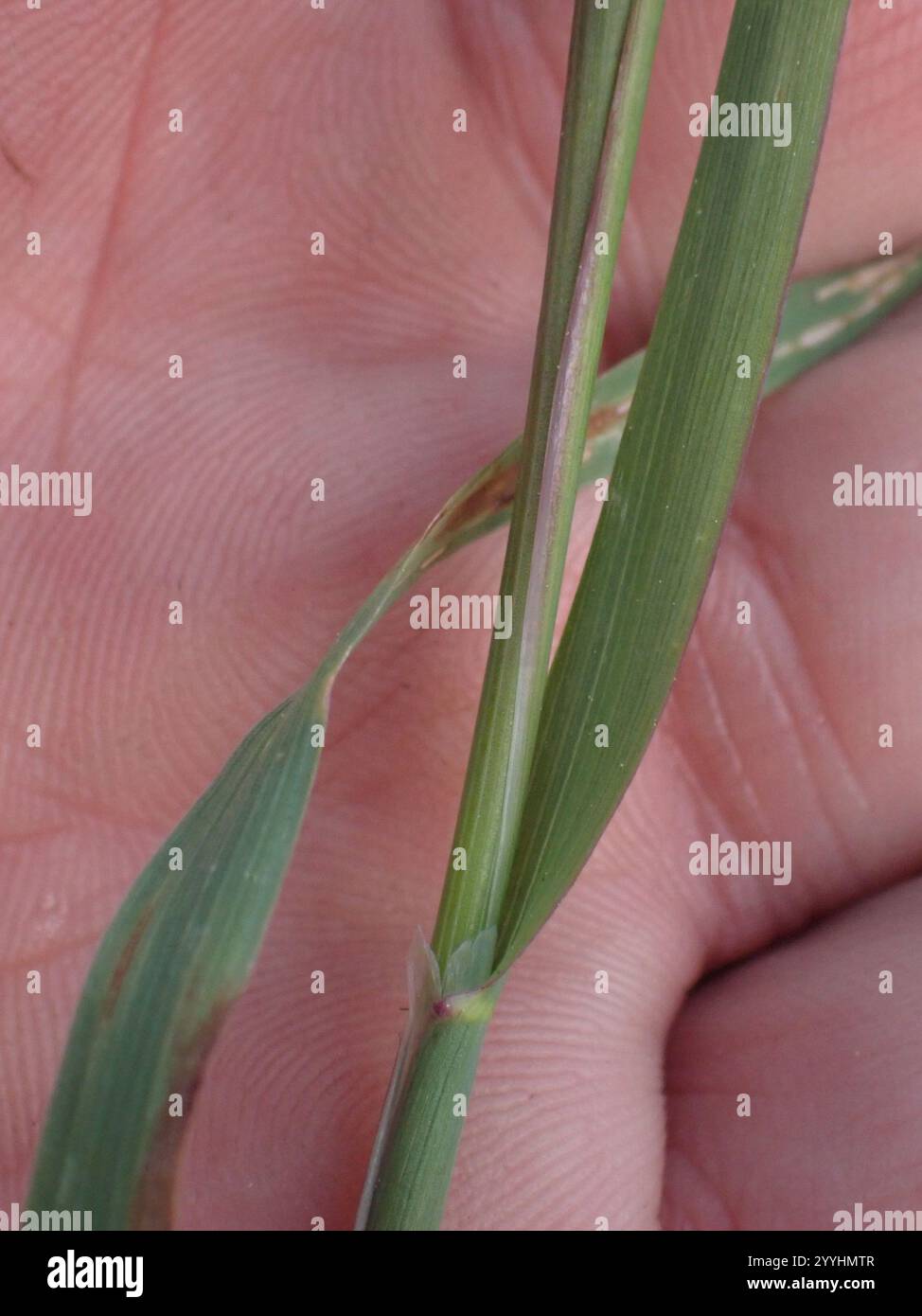 Alpine Timothy (Phleum alpinum Stock Photo - Alamy