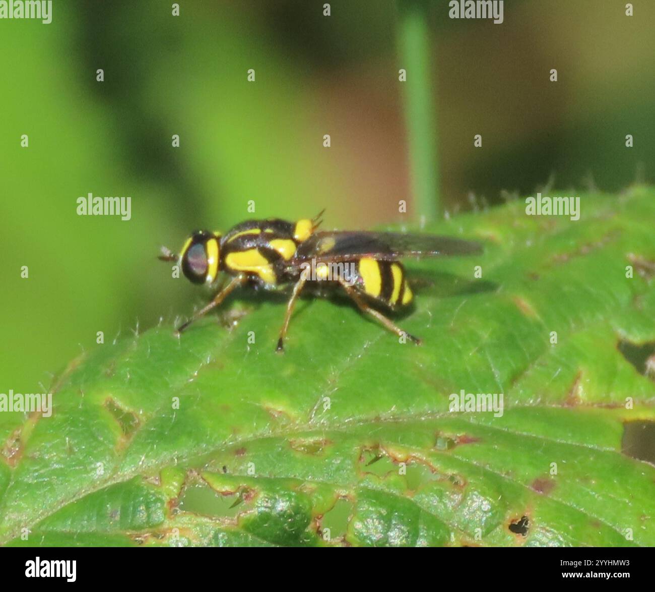 Four-barred Major (Oxycera rara Stock Photo - Alamy
