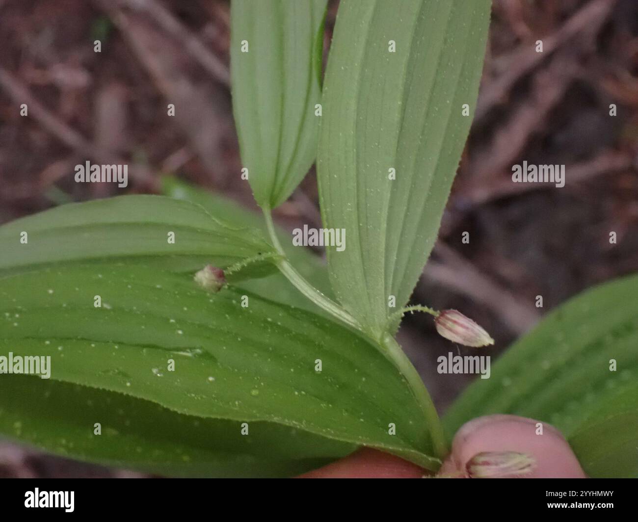 rose twisted-stalk (Streptopus lanceolatus Stock Photo - Alamy