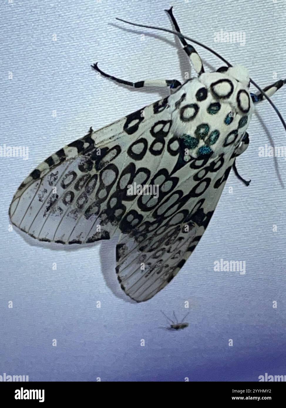 Giant Leopard Moth (Hypercompe scribonia Stock Photo - Alamy