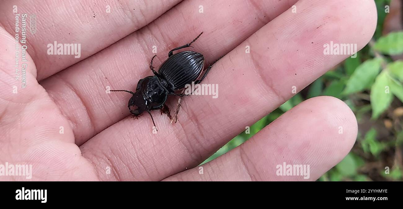 Warrior Beetles (Pasimachus Stock Photo - Alamy