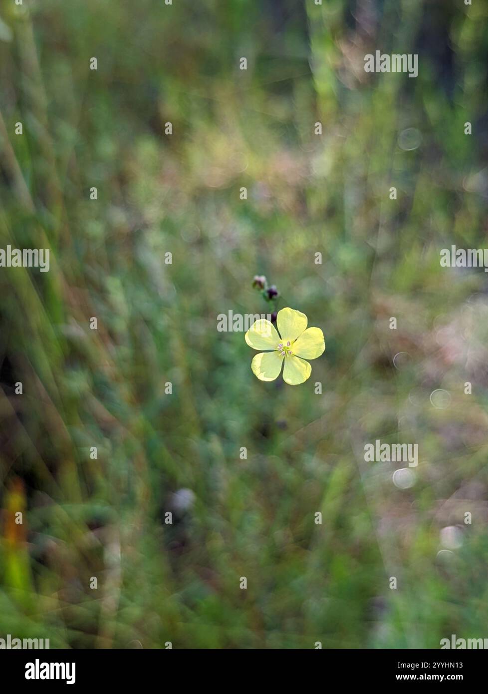 Stiff Yellow Flax (Linum medium Stock Photo - Alamy