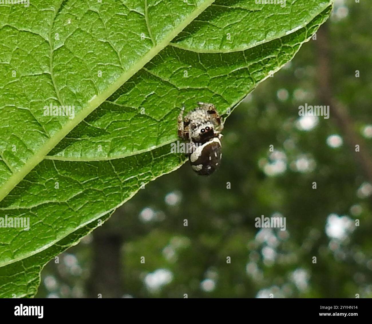 Golden Jumping Spider (Paraphidippus aurantius Stock Photo - Alamy