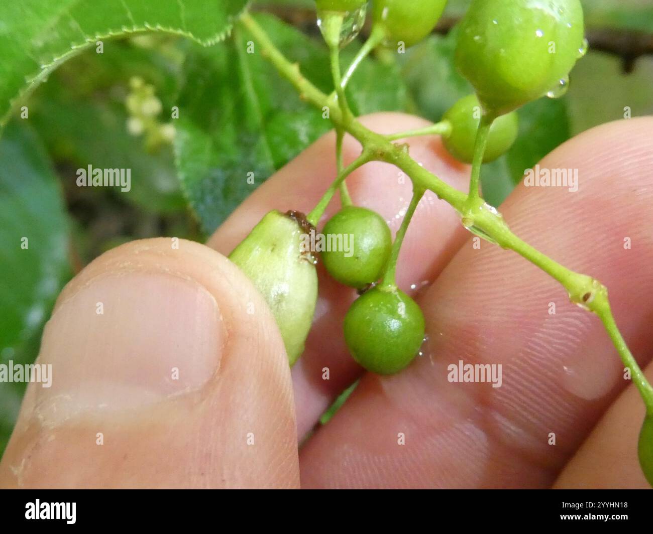 Chokecherry Midge (Contarinia virginianiae Stock Photo - Alamy