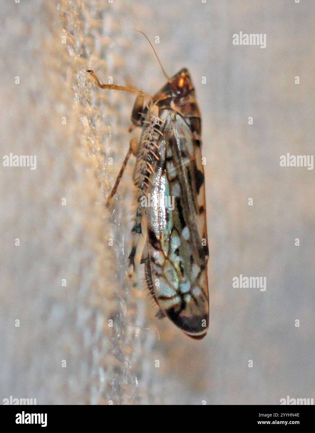 Scaphoideus hi-res stock photography and images - Alamy