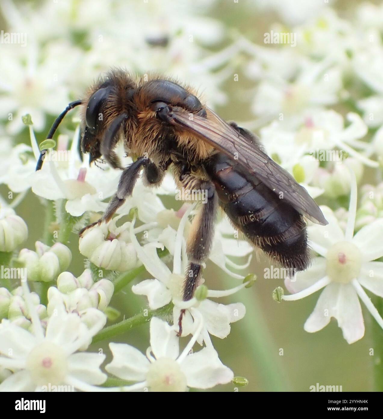 Mining Bees (Andrena Stock Photo - Alamy