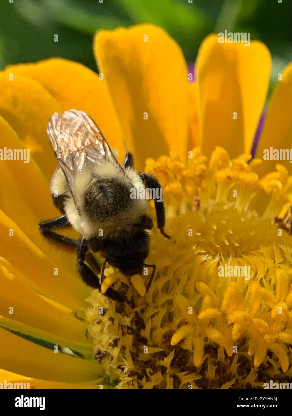 Common Eastern Bumble Bee (Bombus impatiens Stock Photo - Alamy