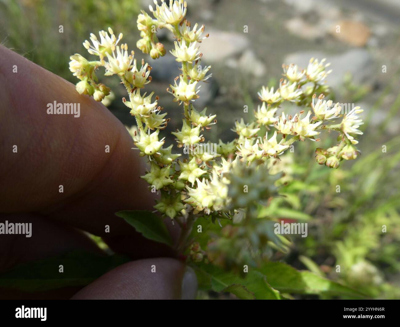 ditch stonecrop (Penthorum sedoides Stock Photo - Alamy