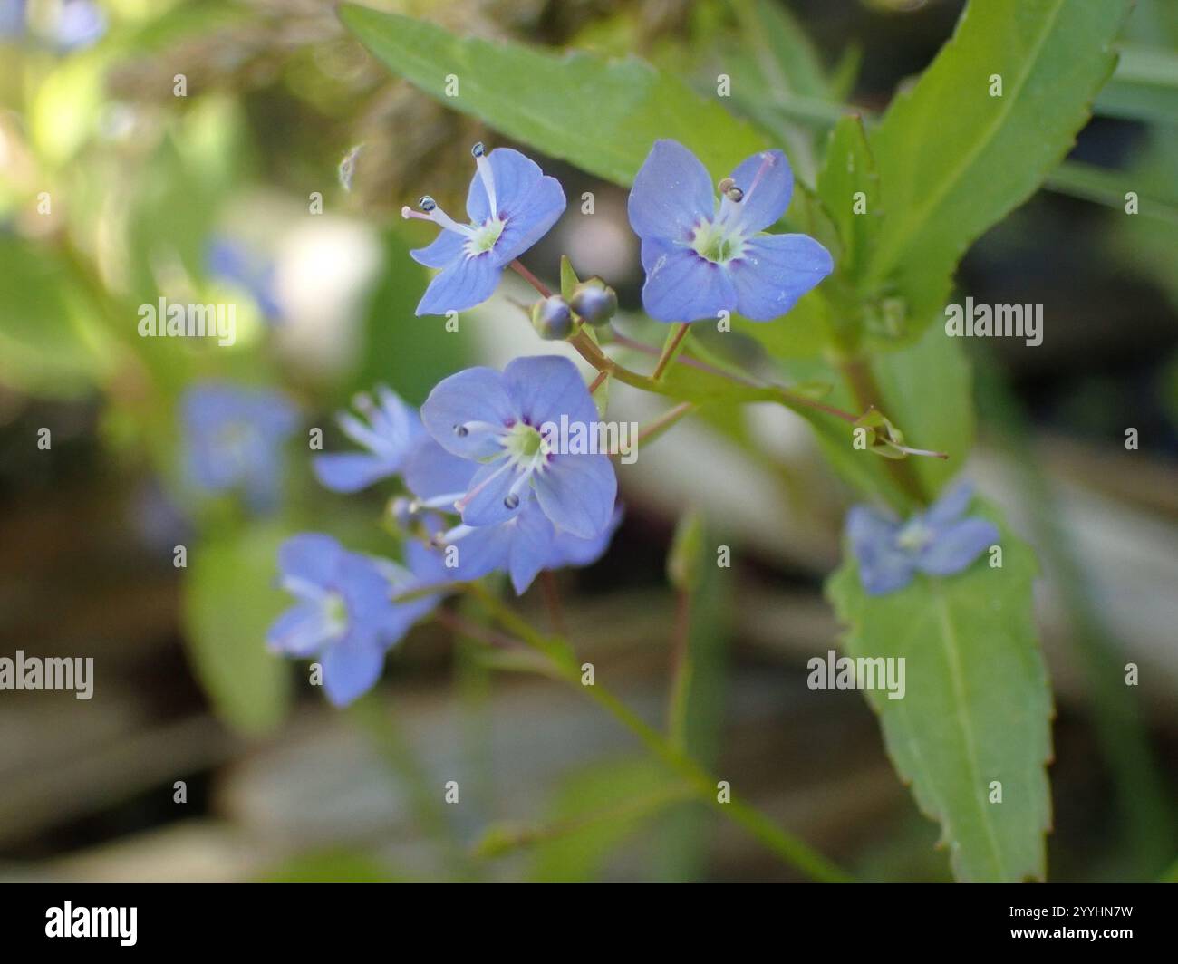 American brooklime hi-res stock photography and images - Alamy