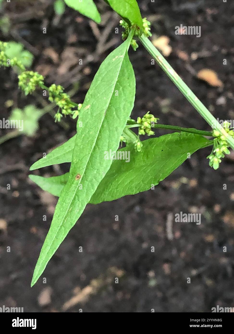 Wood Dock (Rumex sanguineus Stock Photo - Alamy