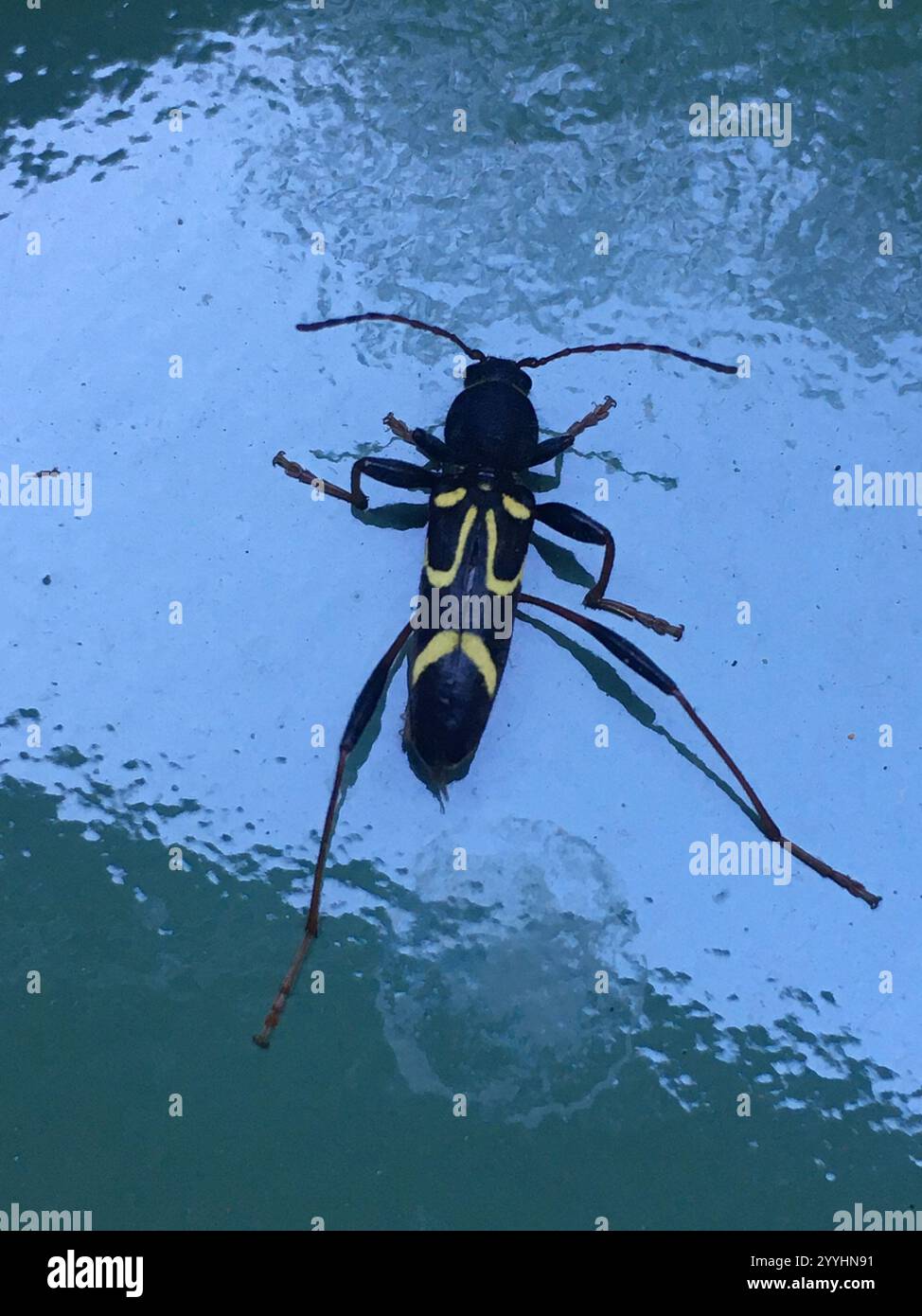 Round-necked Longhorn Beetle (Clytus ruricola Stock Photo - Alamy