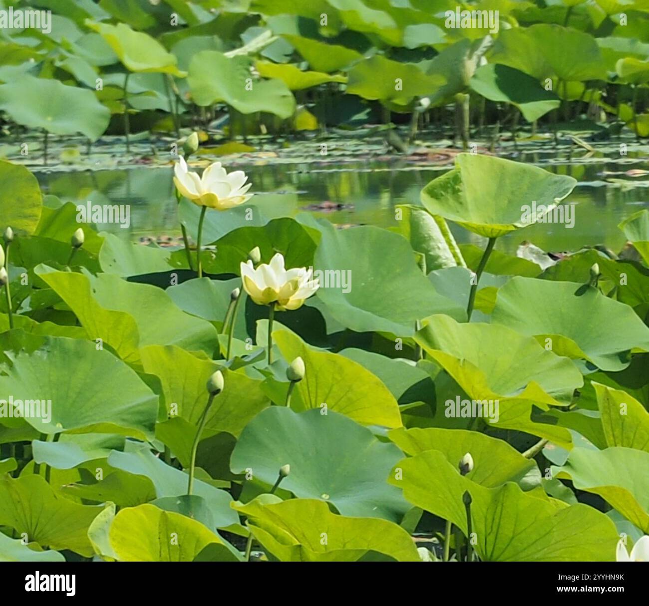 American lotus (Nelumbo lutea Stock Photo - Alamy