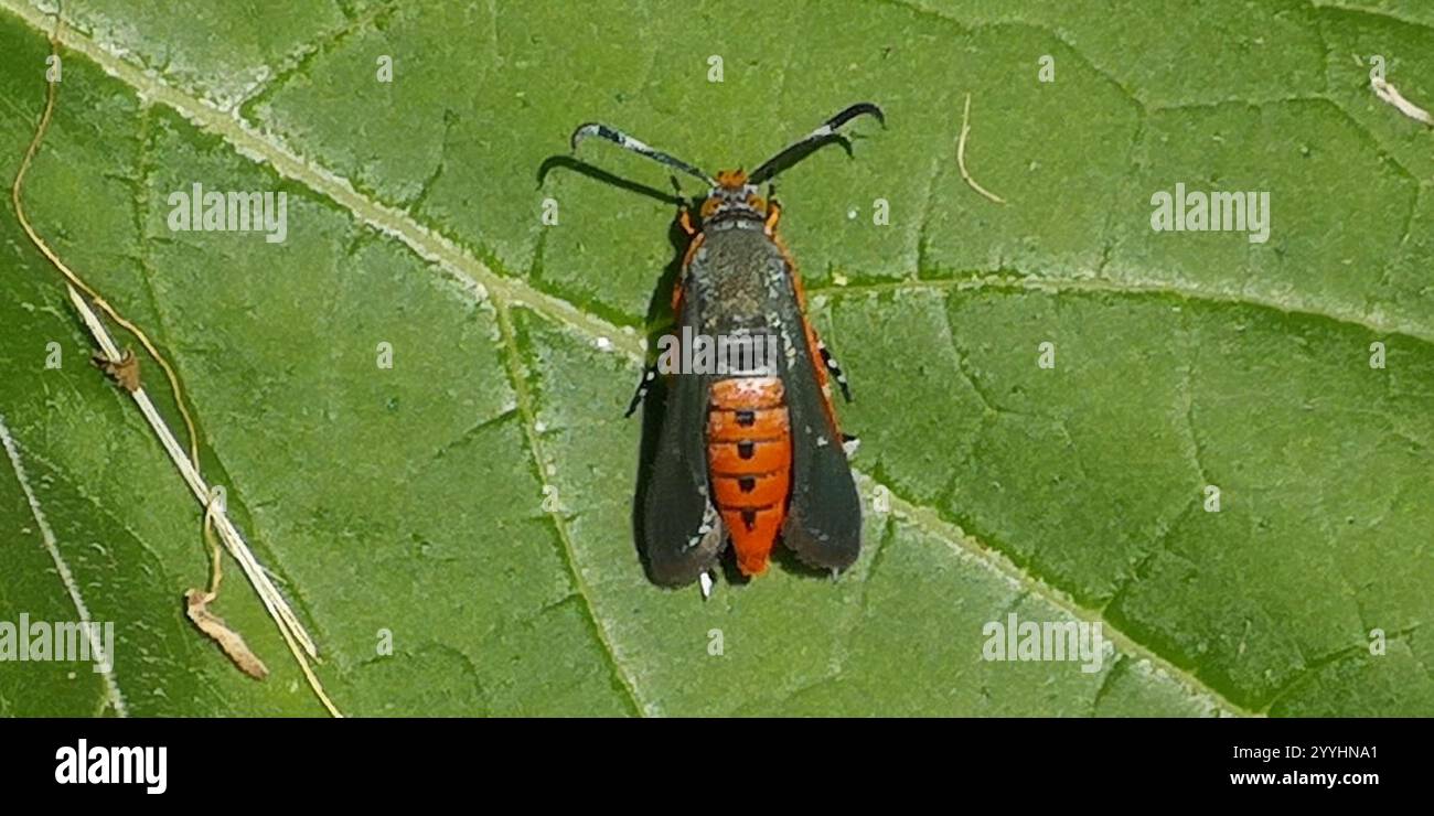 Squash Vine Borer (Eichlinia cucurbitae Stock Photo - Alamy