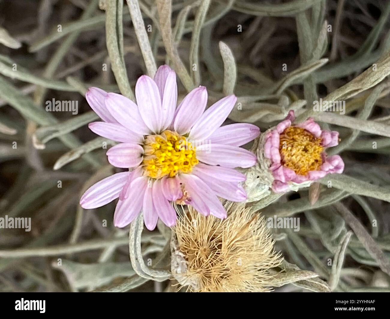 California Aster (Corethrogyne filaginifolia Stock Photo - Alamy
