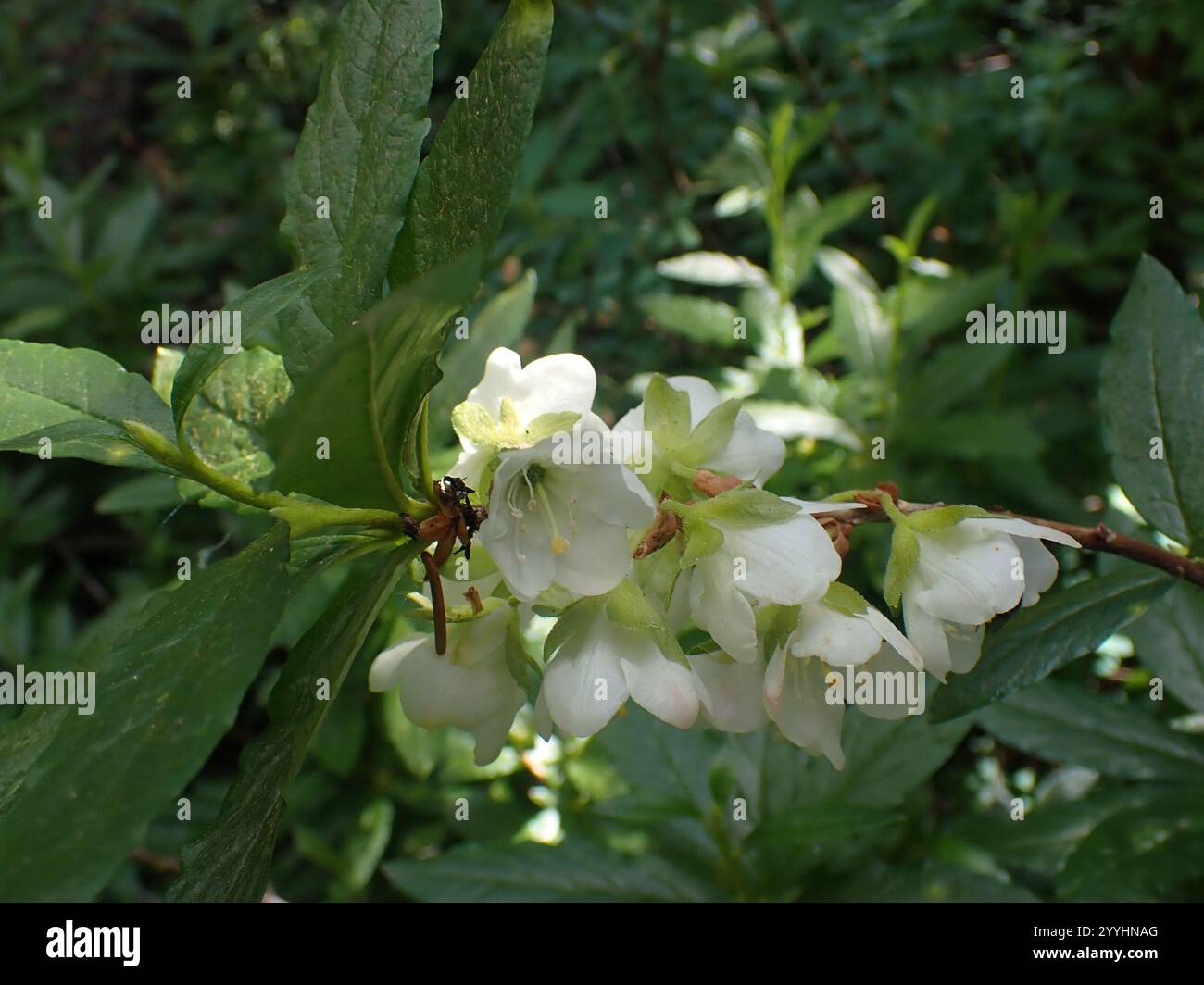 White-flowered Rhododendron (Rhododendron albiflorum Stock Photo - Alamy