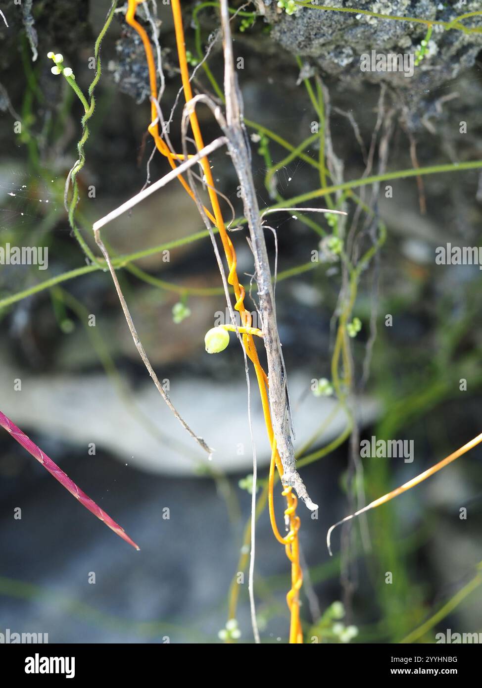 laurel dodder (Cassytha filiformis Stock Photo - Alamy