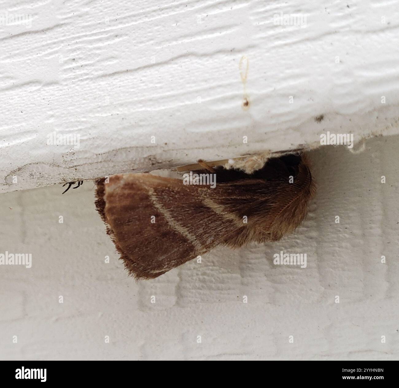 Eastern Tent Caterpillar Moth (Malacosoma americana Stock Photo - Alamy