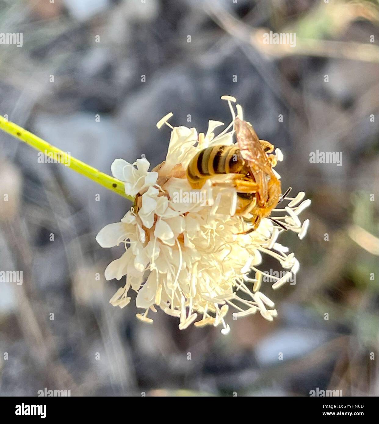 Great Banded Furrow Bee (Halictus scabiosae Stock Photo - Alamy