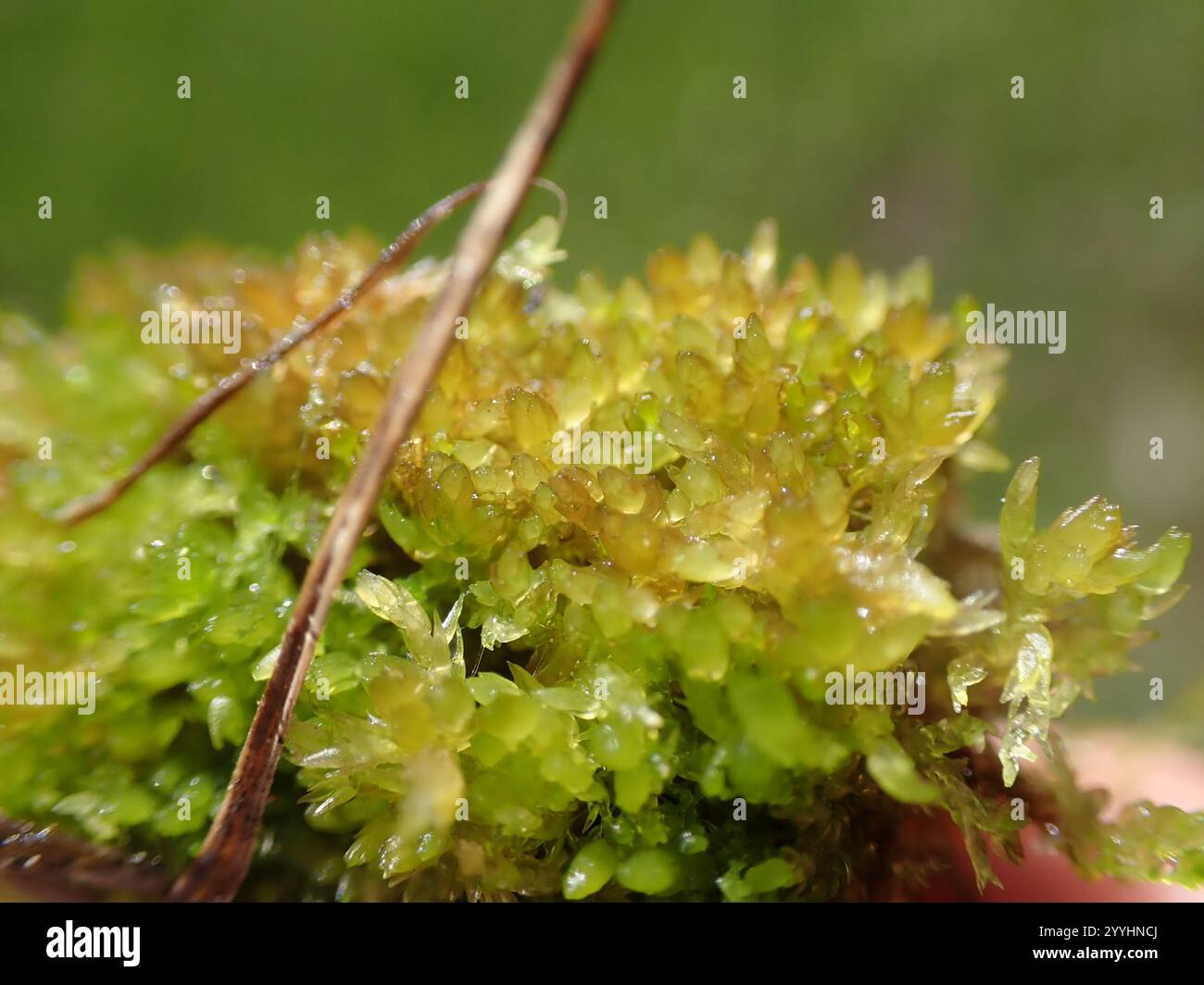 Sphagnum mosses (Sphagnum Stock Photo - Alamy