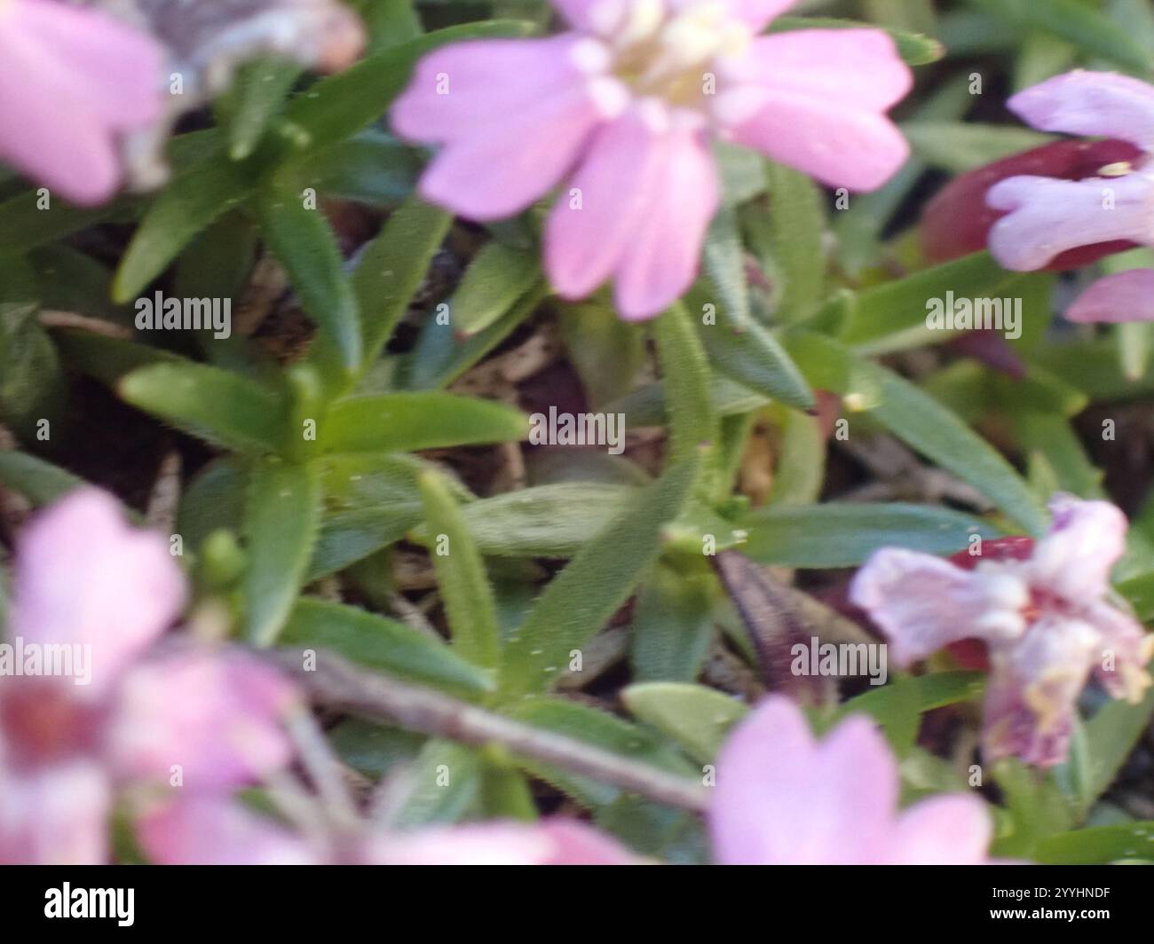 Moss Campion (Silene acaulis Stock Photo - Alamy