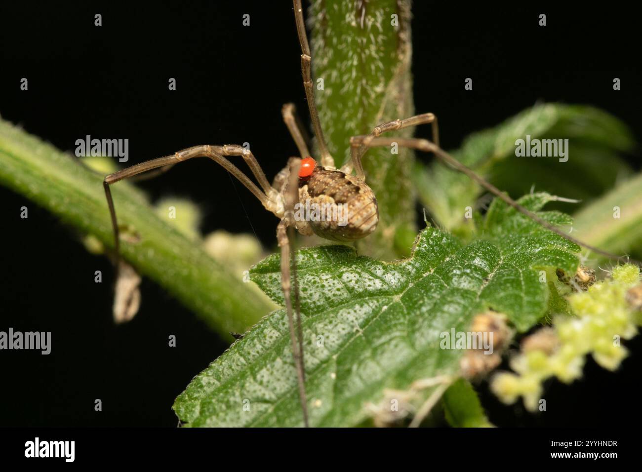 Saddleback Harvestman (Mitopus morio Stock Photo - Alamy