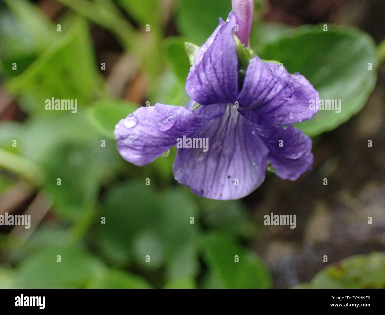 hookedspur violet (Viola adunca Stock Photo - Alamy