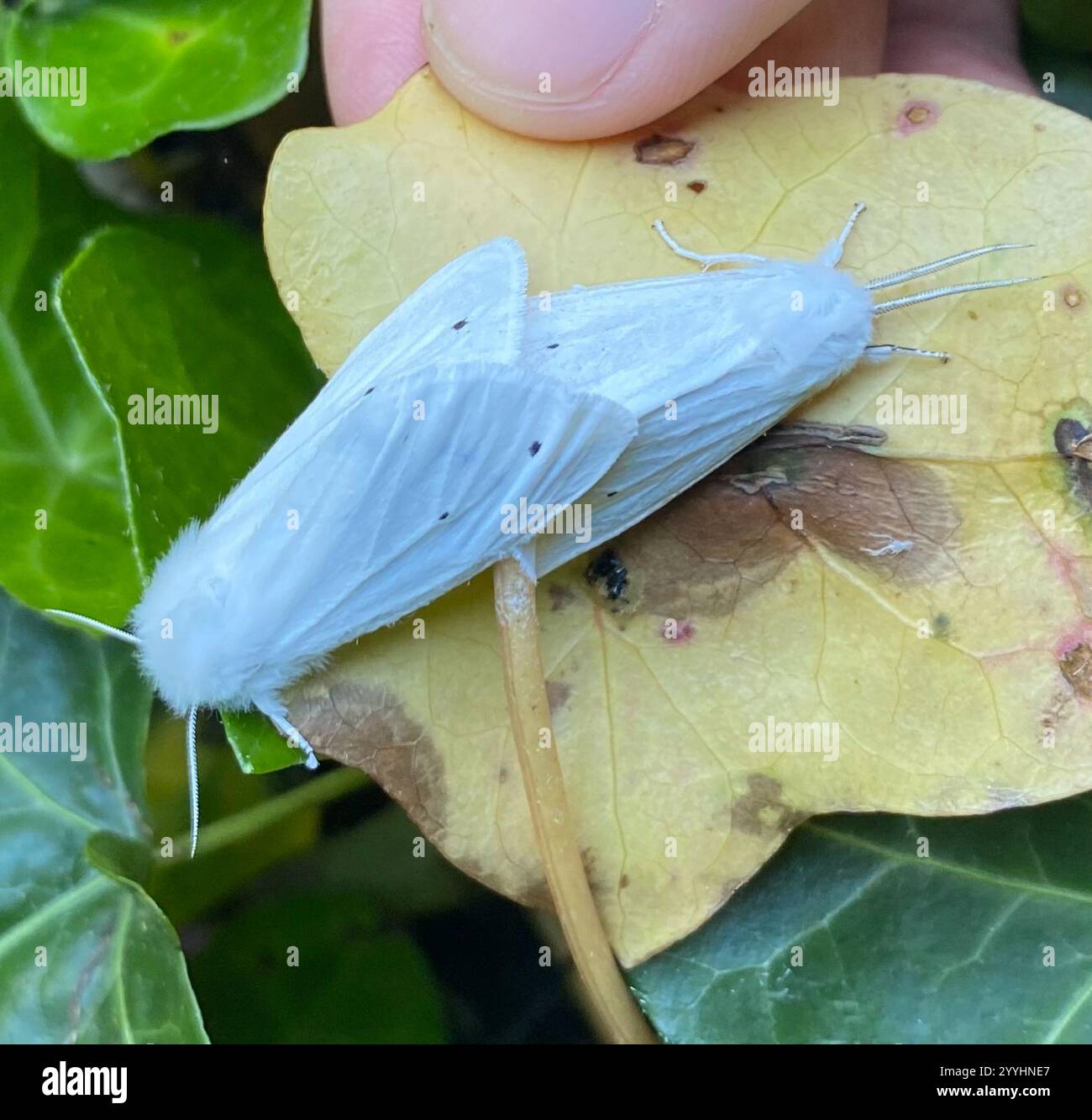 Virginian Tiger Moth (Spilosoma virginica Stock Photo - Alamy