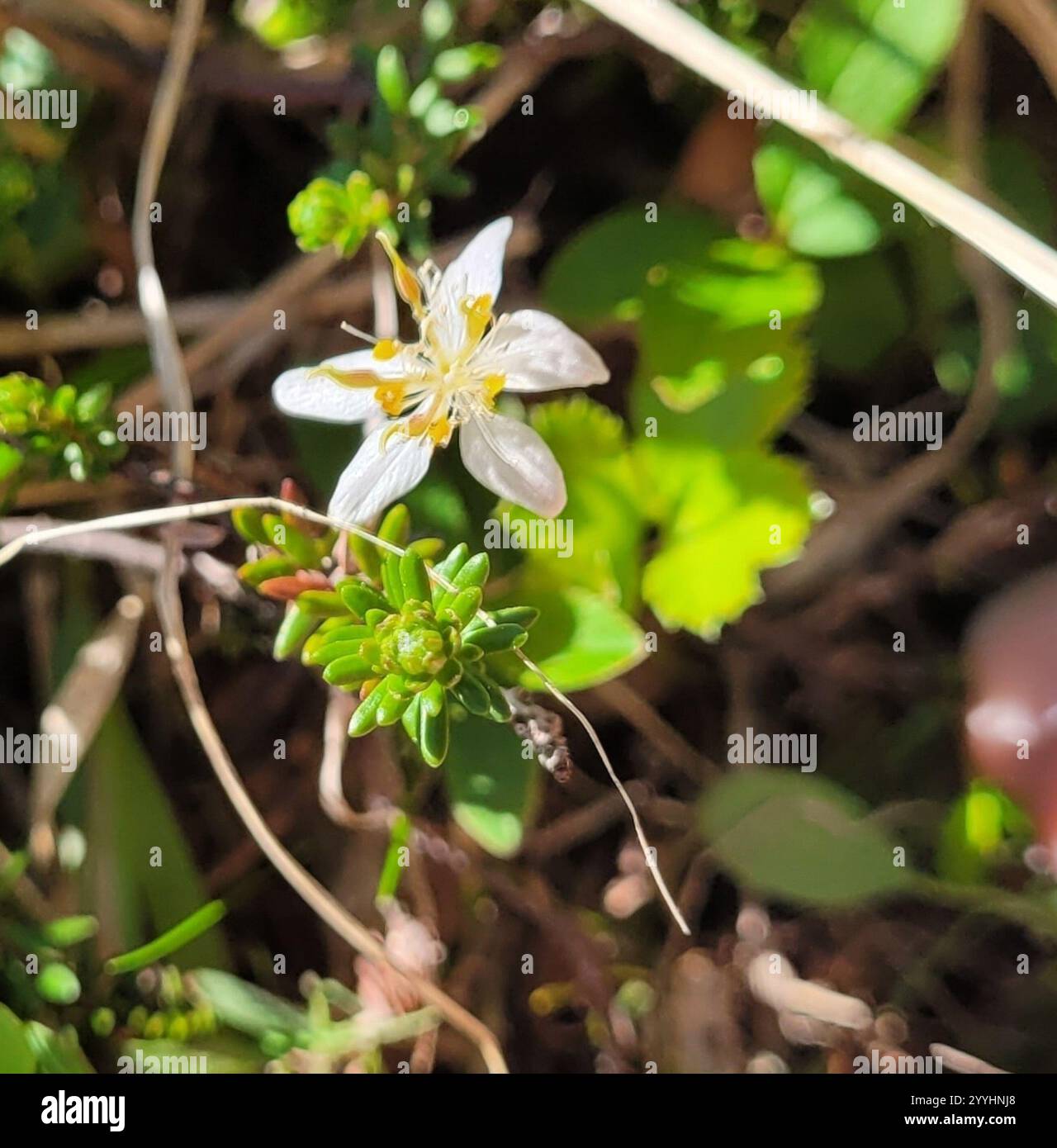 threeleaf goldthread (Coptis trifolia Stock Photo - Alamy