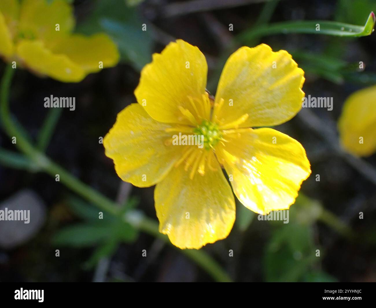 Eschscholtz's Buttercup (Ranunculus eschscholtzii Stock Photo - Alamy