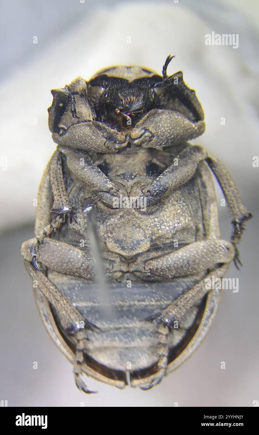 Omorgus hi-res stock photography and images - Alamy