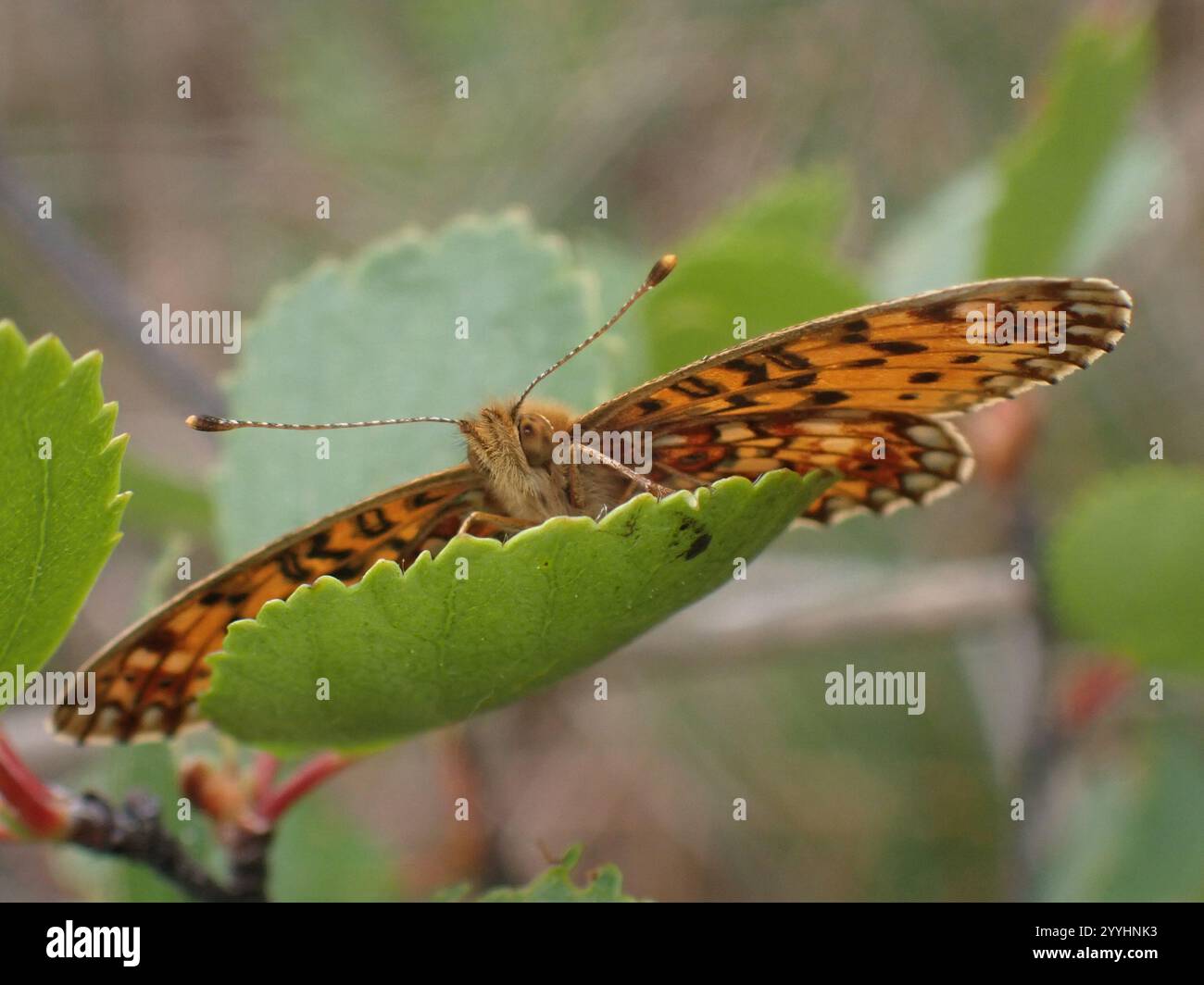 American Silver-bordered Fritillary (Boloria myrina Stock Photo - Alamy
