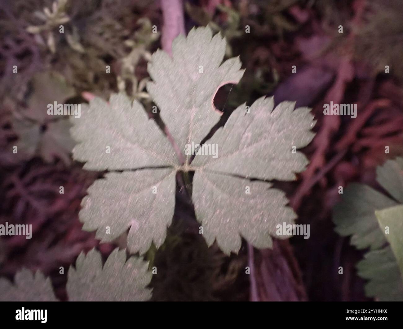 Five-leaf Dwarf Bramble (Rubus pedatus Stock Photo - Alamy