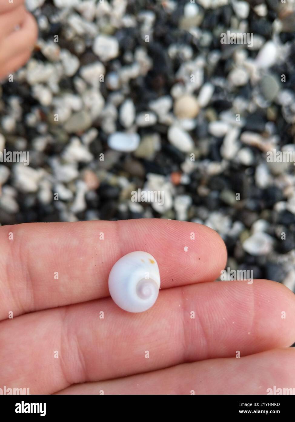 Moon Snails (Naticidae Stock Photo - Alamy