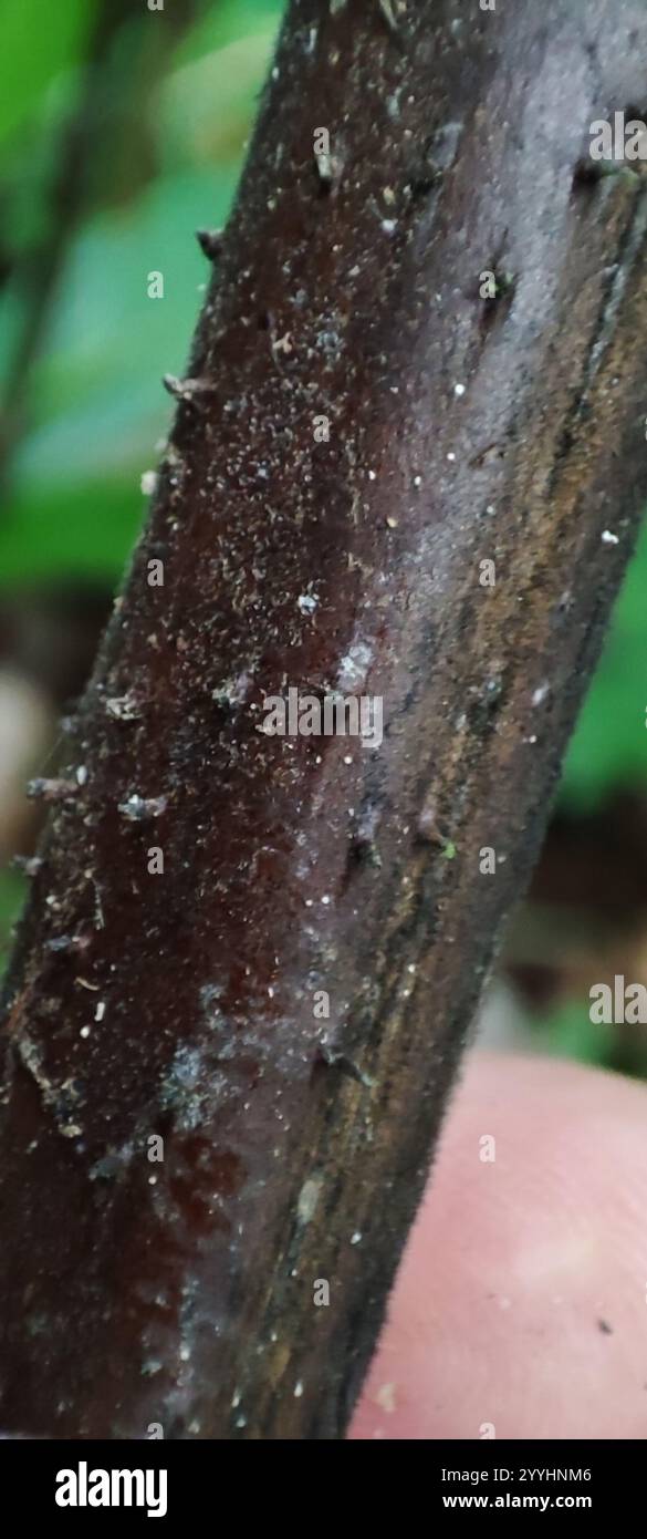 Tree Ferns and Allies (Cyatheales Stock Photo - Alamy