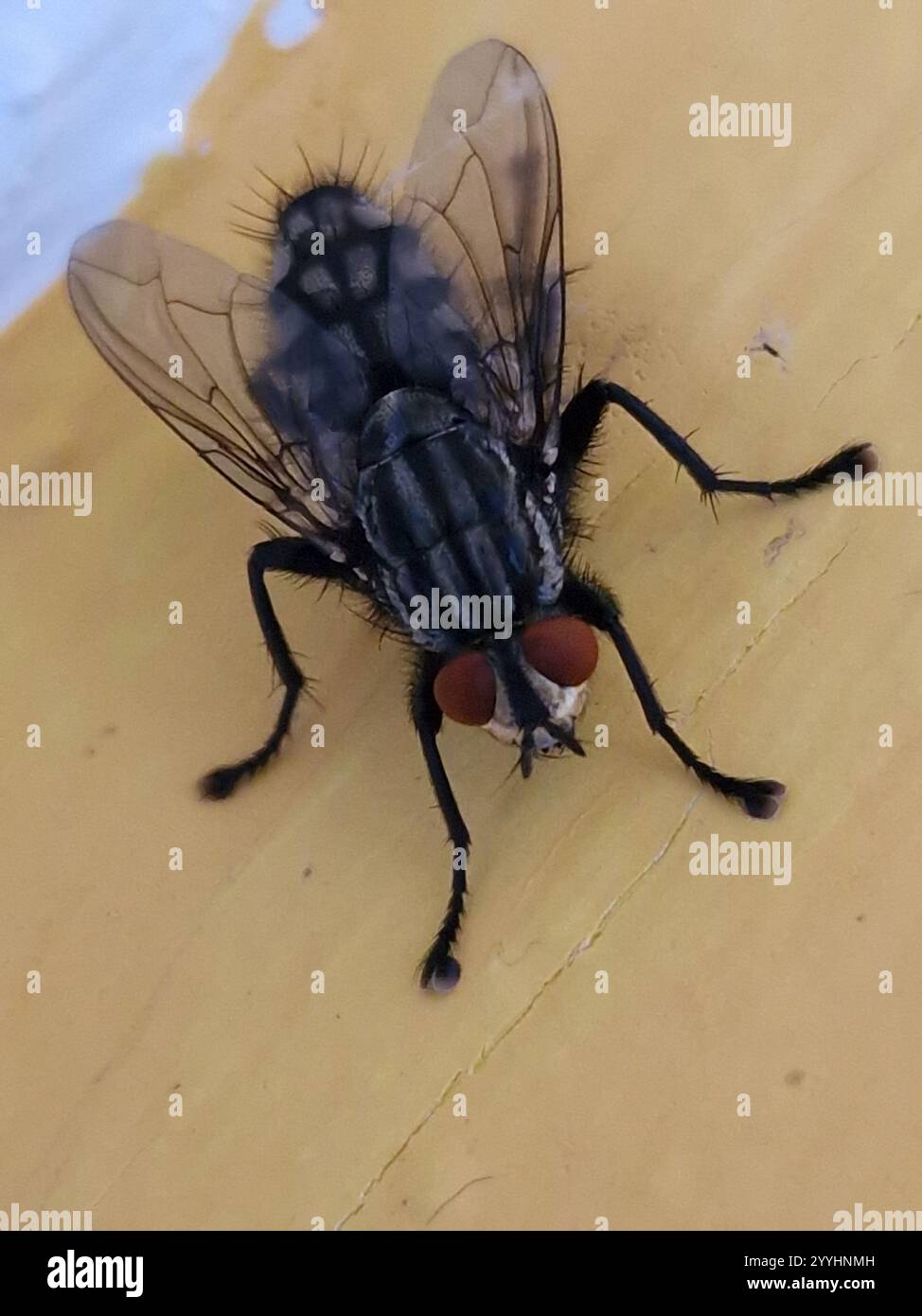 Common Flesh Flies (Sarcophaga Stock Photo - Alamy