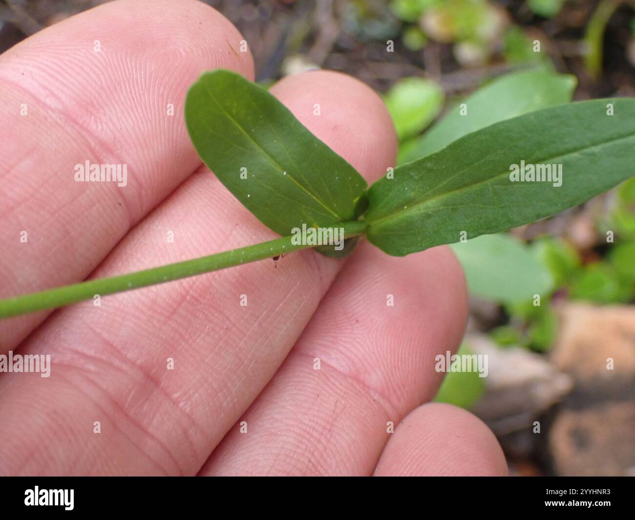 Yellow Beardtongue (Penstemon confertus Stock Photo - Alamy