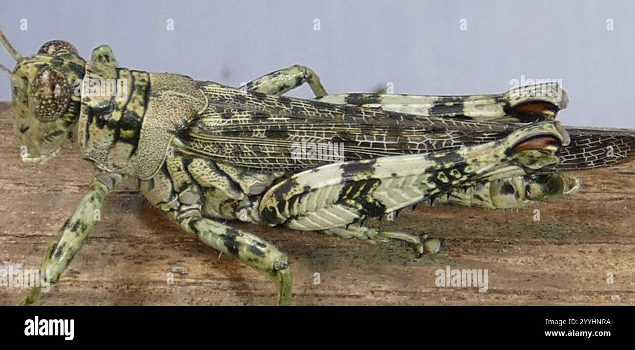 Pine tree Spur-throat Grasshopper (Melanoplus punctulatus Stock Photo ...