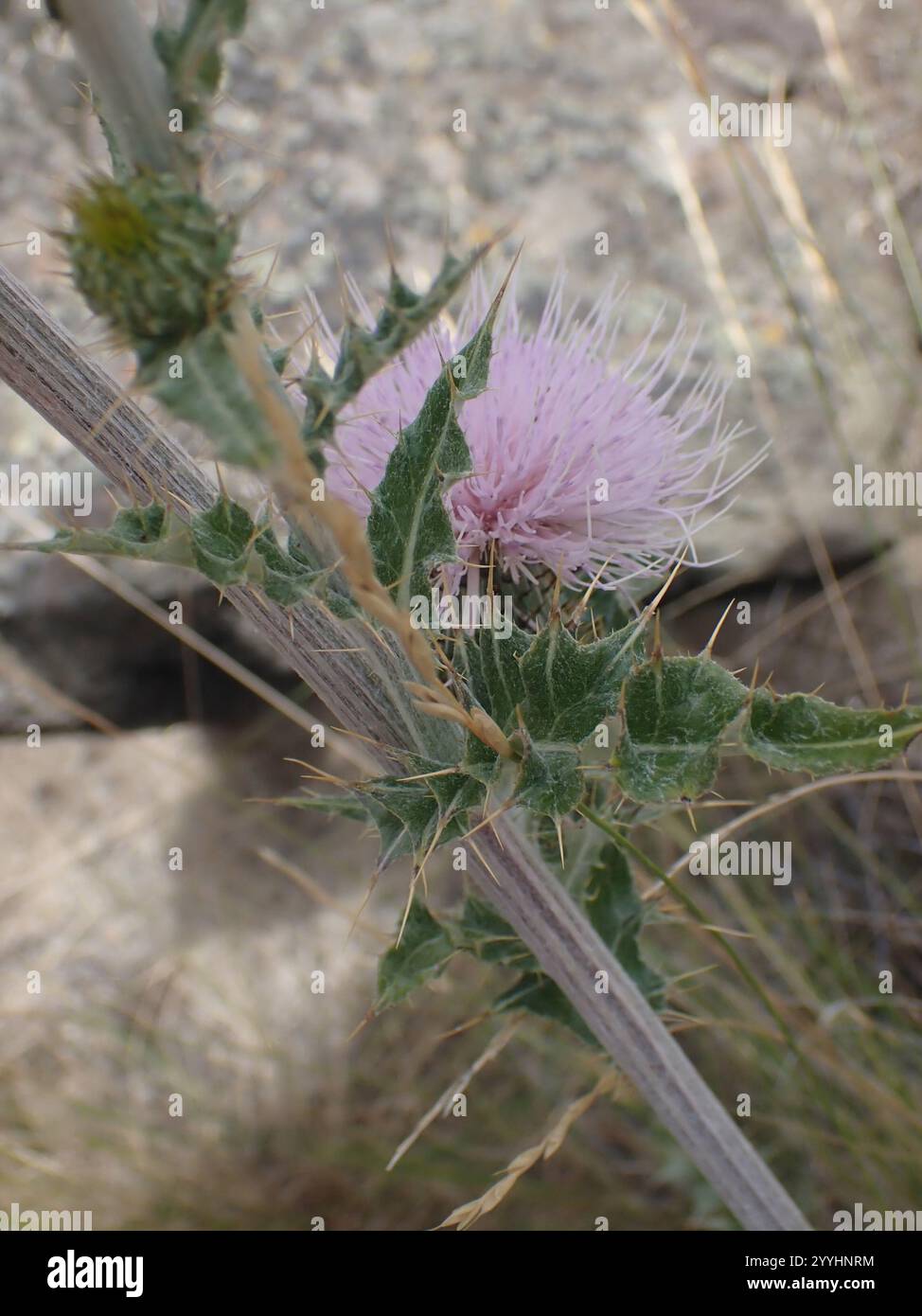 wavyleaf thistle (Cirsium undulatum Stock Photo - Alamy