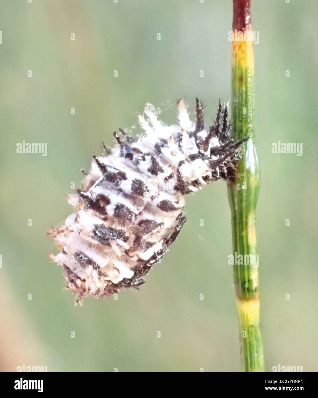 Orcus hi-res stock photography and images - Alamy