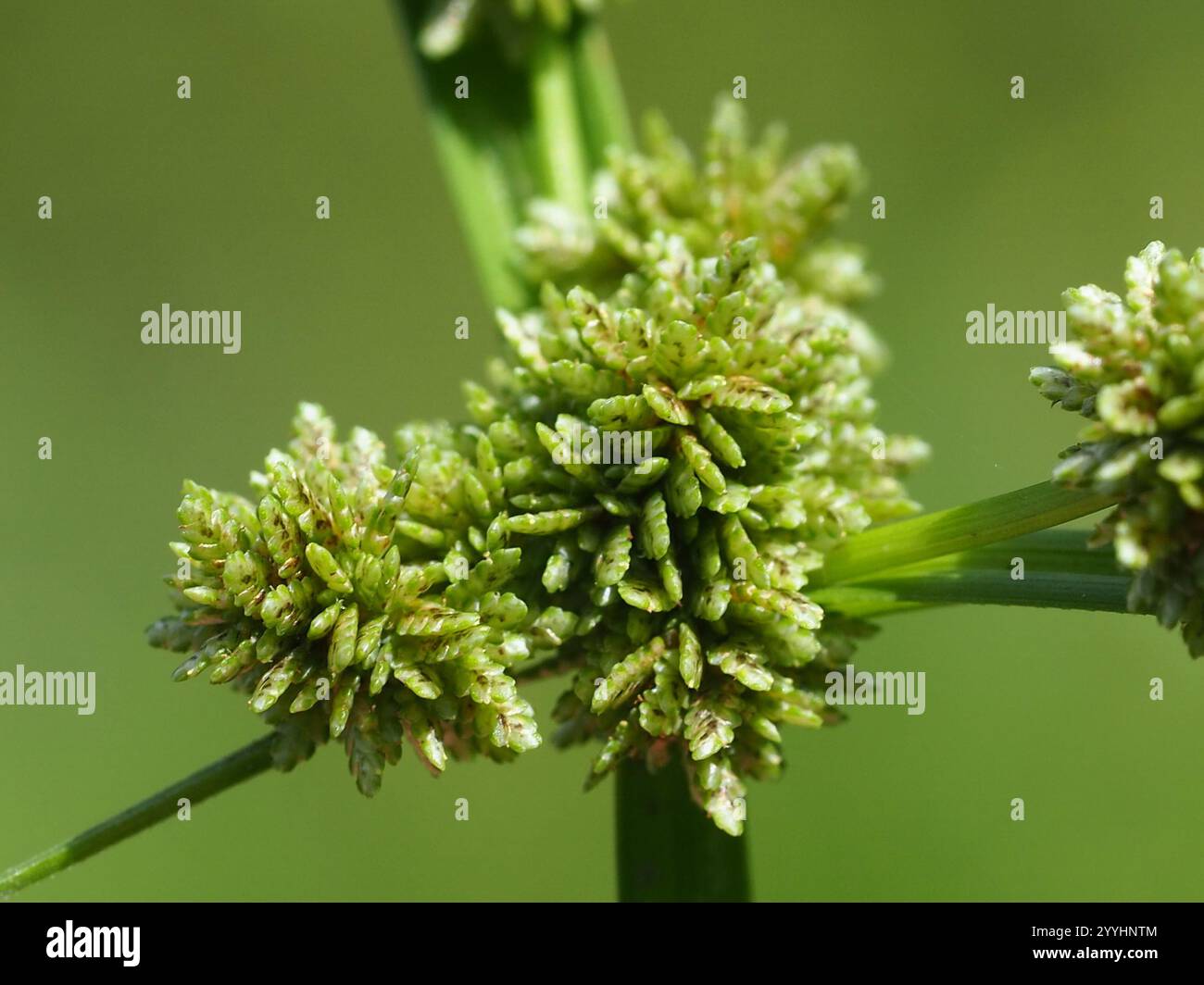 Variable Flatsedge (Cyperus difformis Stock Photo - Alamy