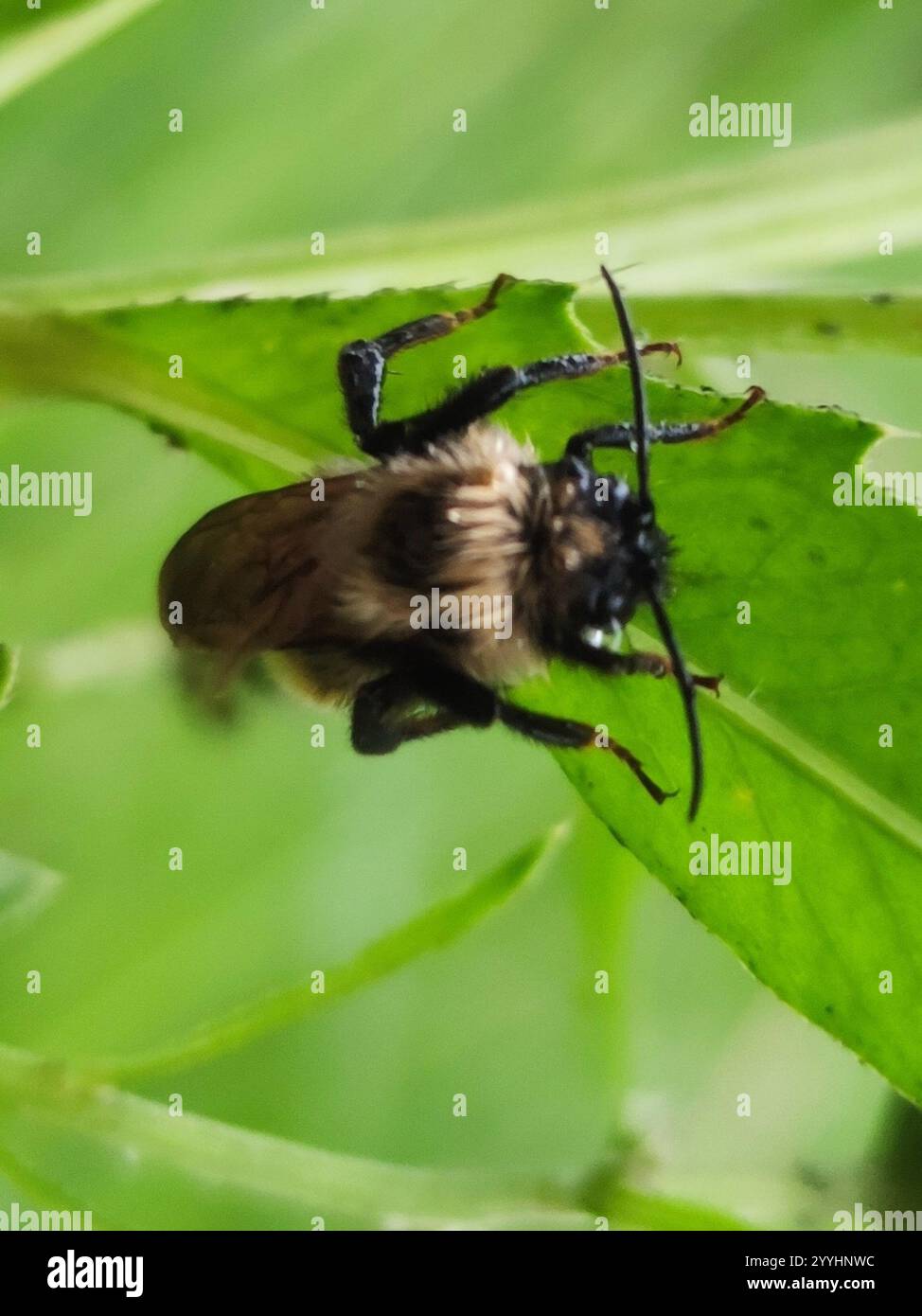Cuckoo Bumble Bees (Psithyrus Stock Photo - Alamy