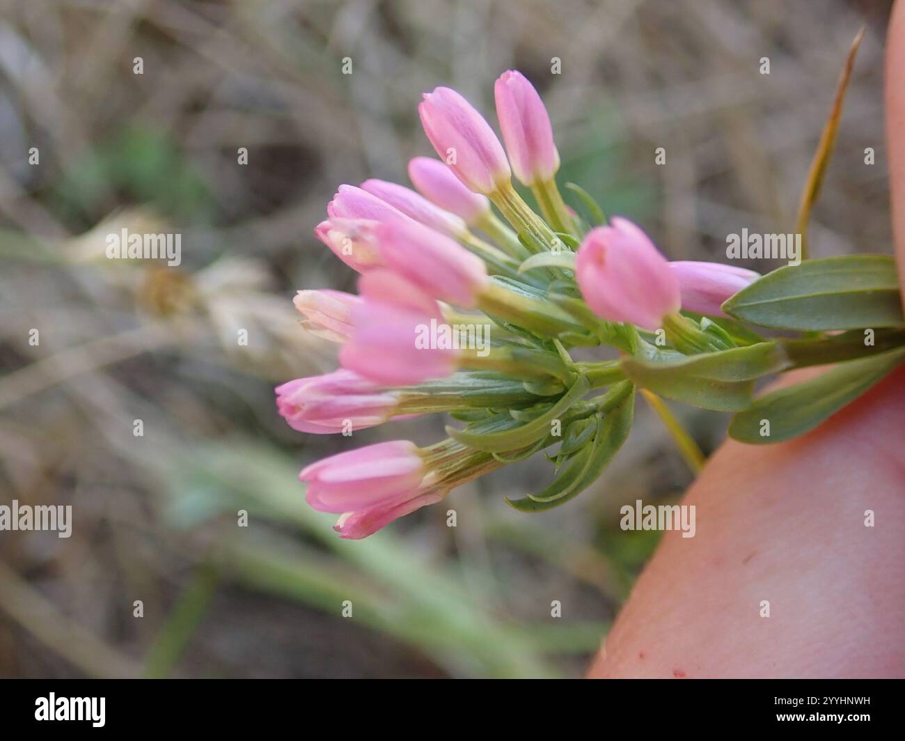 Lesser centaury hi-res stock photography and images - Alamy