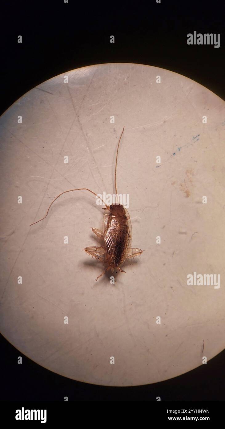 Wood Cockroaches (Ectobiidae Stock Photo - Alamy