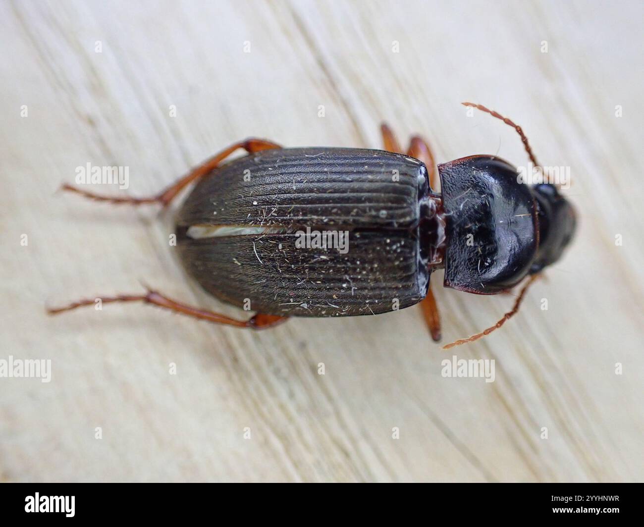 Strawberry Seed Beetle (Harpalus rufipes Stock Photo - Alamy