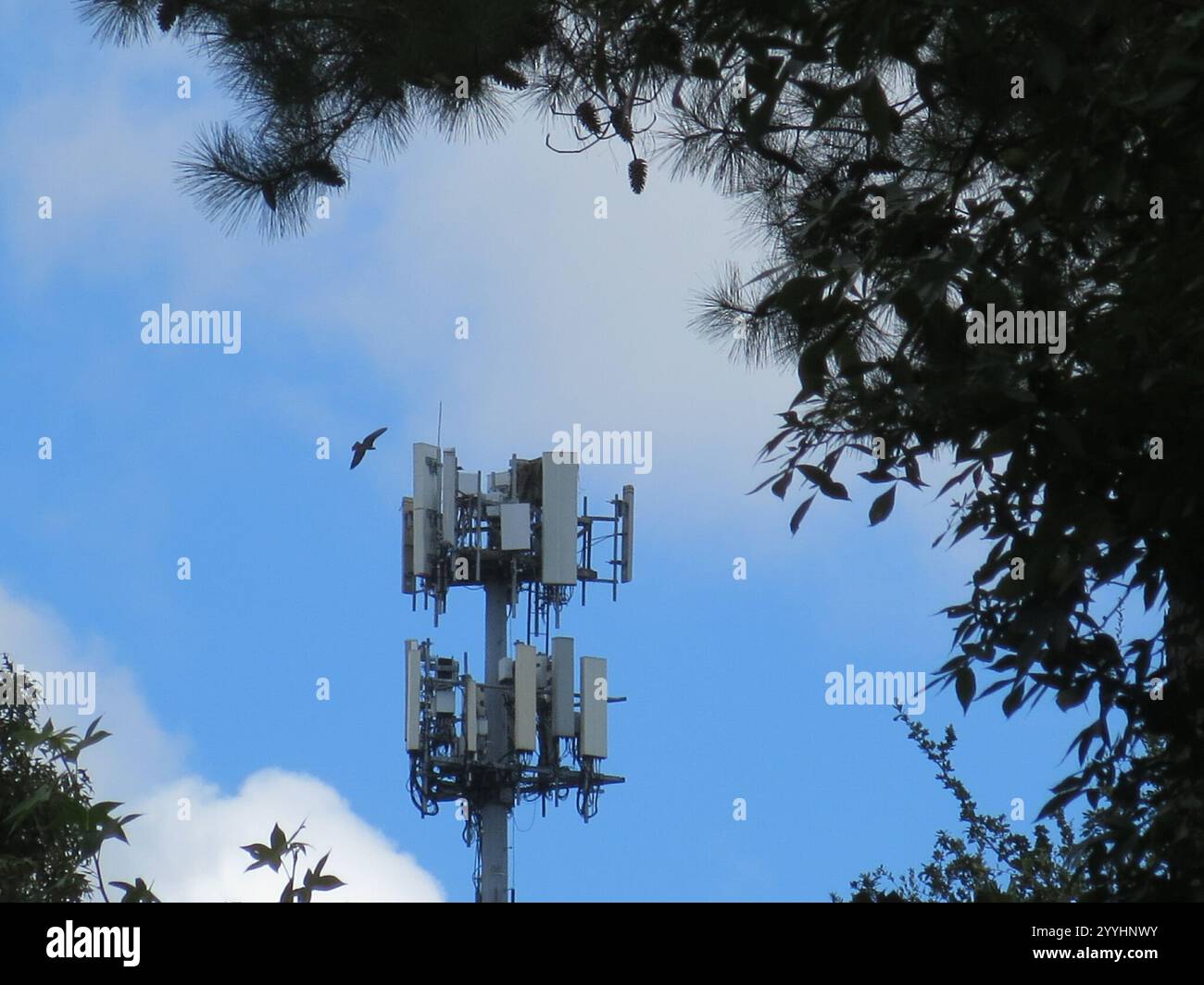 loblolly pine (Pinus taeda Stock Photo - Alamy