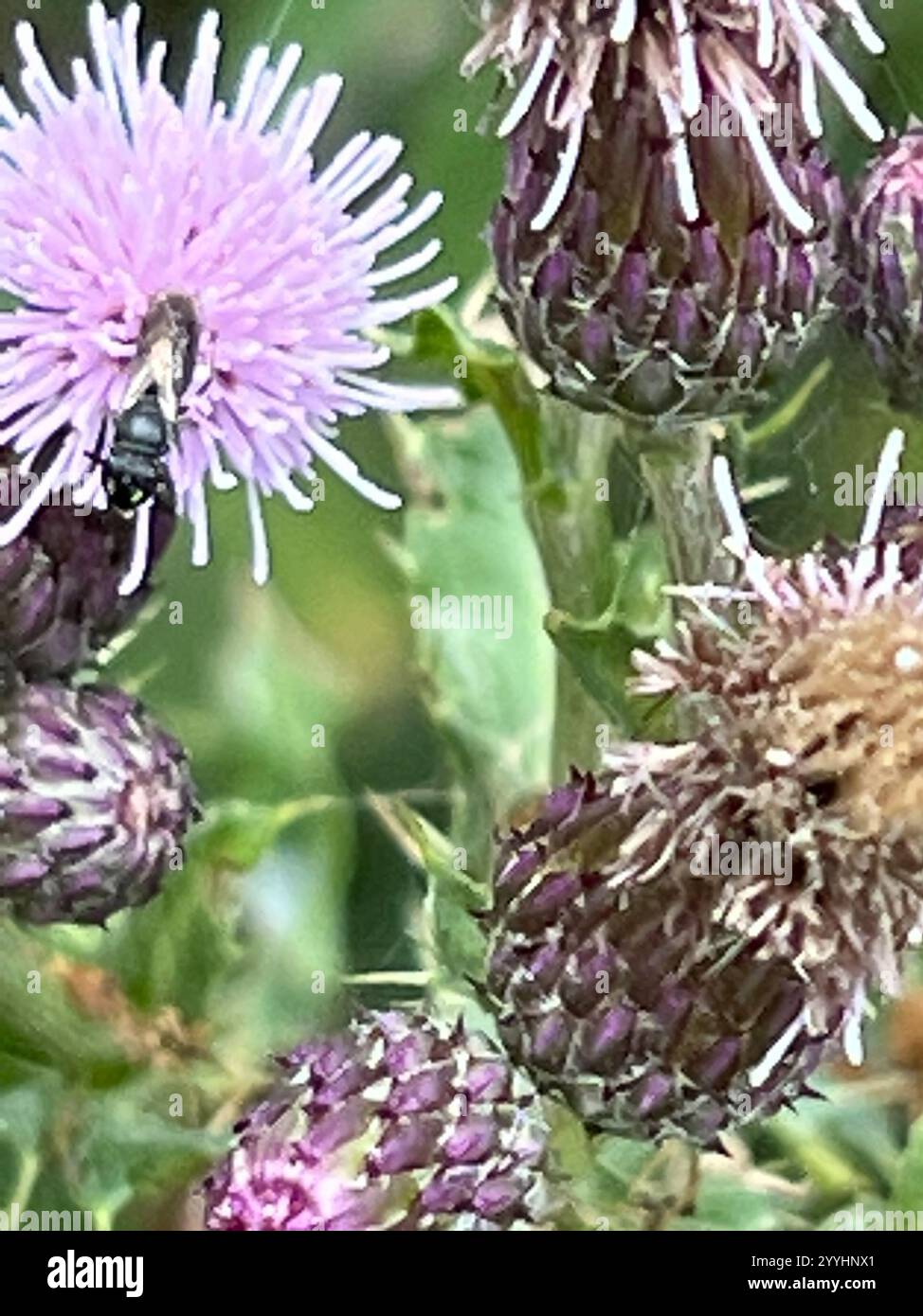 Common Masked Bee (Hylaeus communis Stock Photo - Alamy