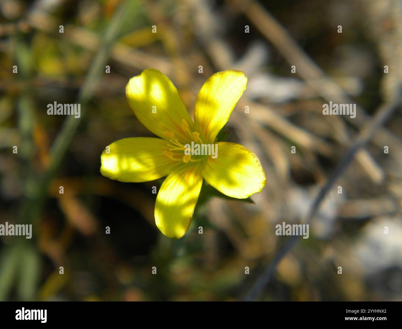 Half-mast Flax (Linum africanum Stock Photo - Alamy