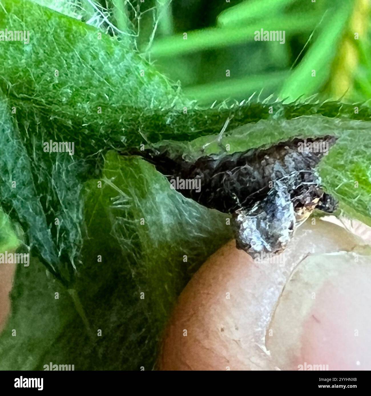 Nodding Thistle Receptacle Weevil (Rhinocyllus conicus Stock Photo - Alamy