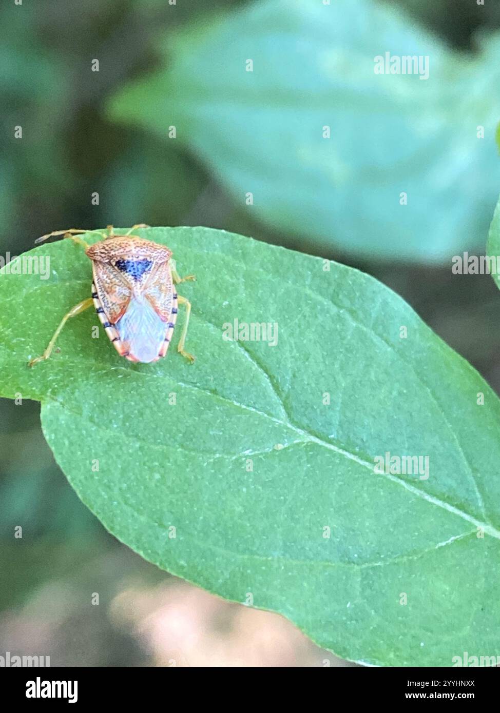 Parent Bug (Elasmucha grisea Stock Photo - Alamy