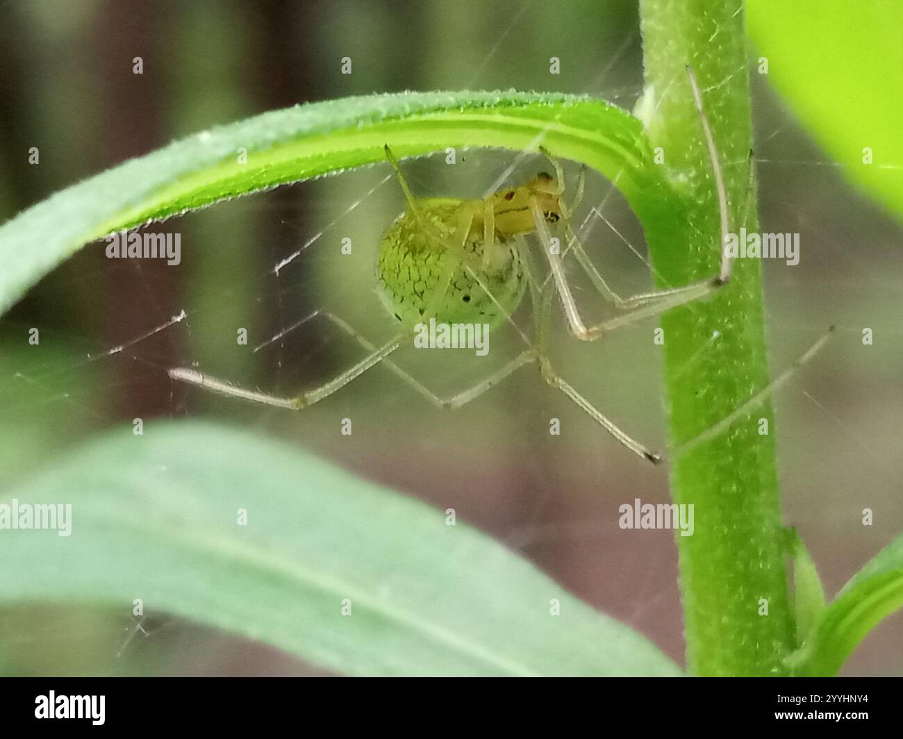 Common candy-striped spider (Enoplognatha ovata Stock Photo - Alamy